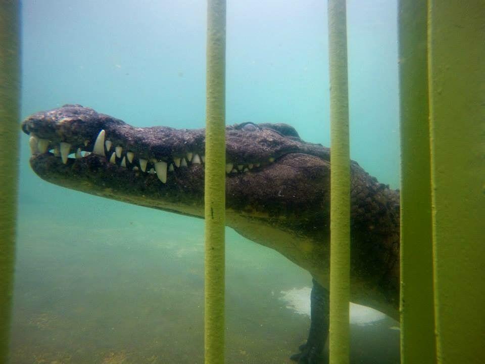 Crocodile Cage Diving in Paarl, Cape Town - South Africa